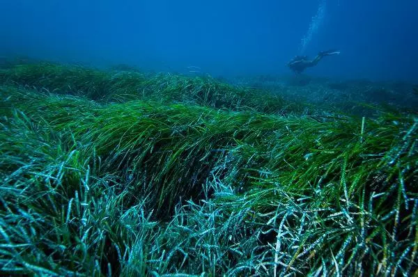 Posidonia oceanica sjögräs