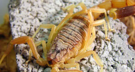 Mirties persekiotojas skorpionas