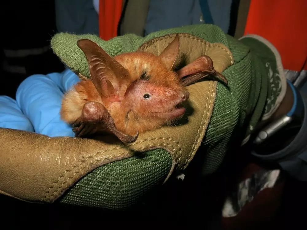 Nahaufnahme einer orangefarbenen Fledermaus, die von einer Person gehalten wird, die einen grünen Handschuh trägt