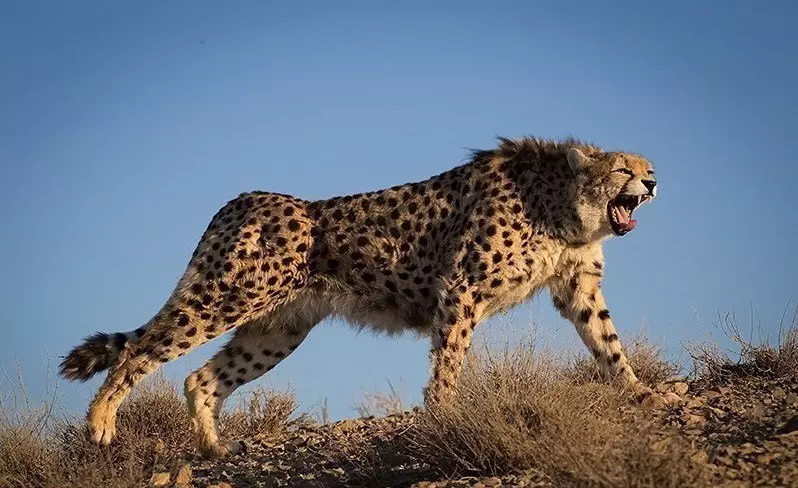 Cheetah Asia nggero ing lereng gunung