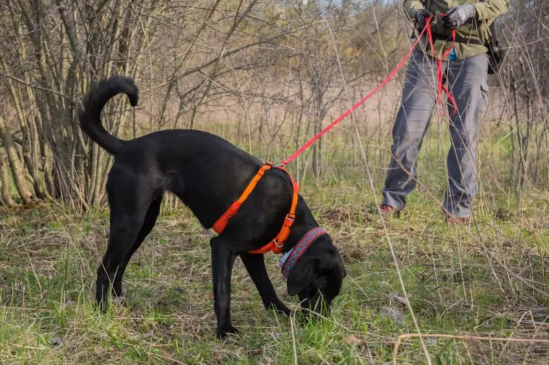 C-K9 Betty White, en svart labrador retriever, snuser på bakken mens han trener for å oppdage humlereir