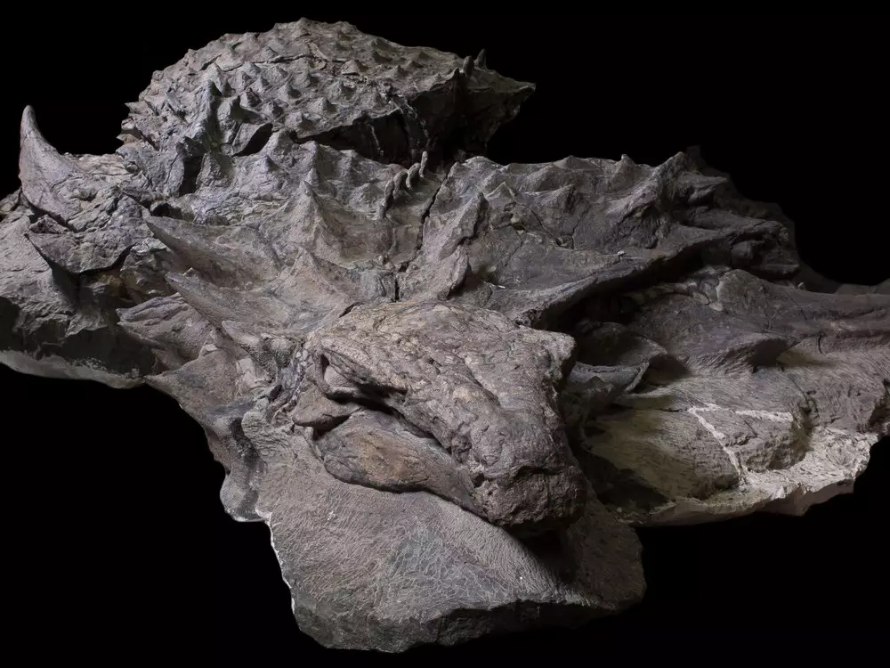 精美绝伦的装甲恐龙“木乃伊”首次亮相