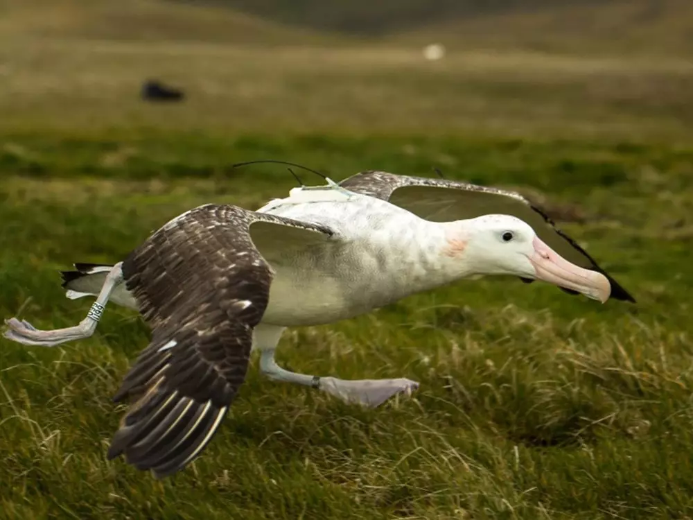 taged albatross 3