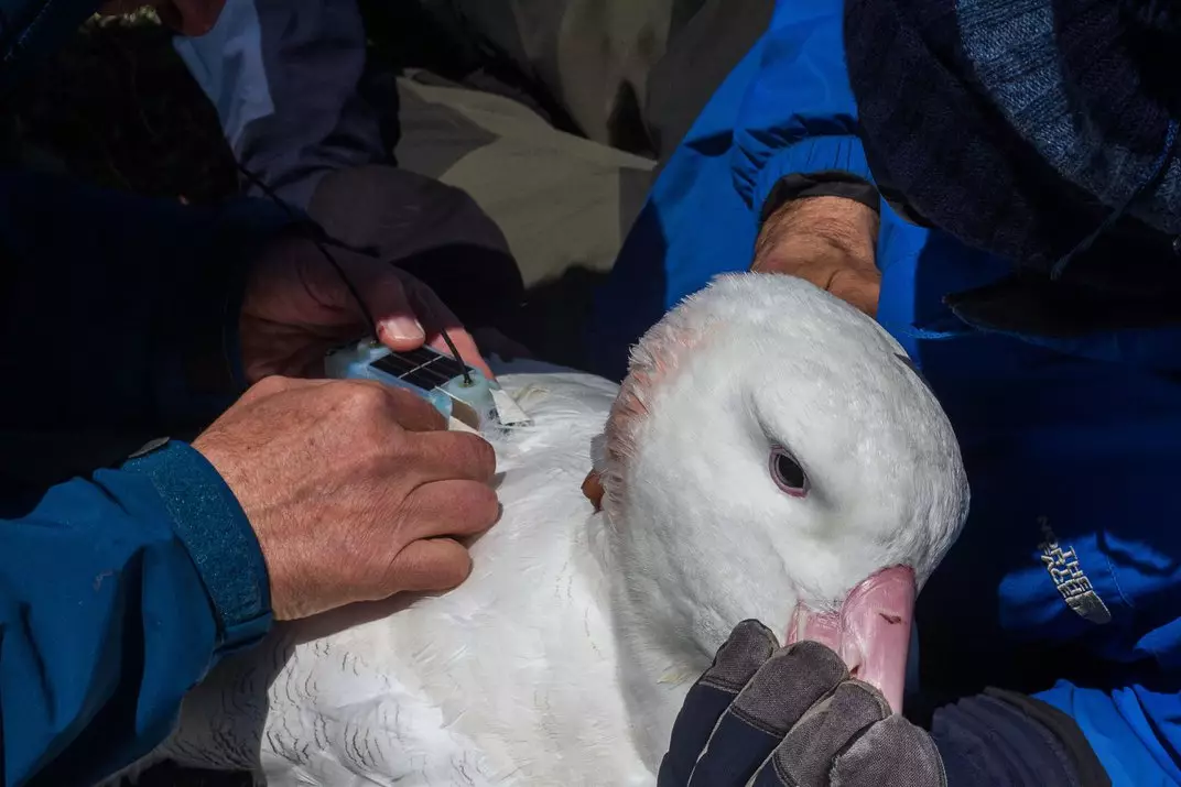 pesquisadores marcando albatroz errante