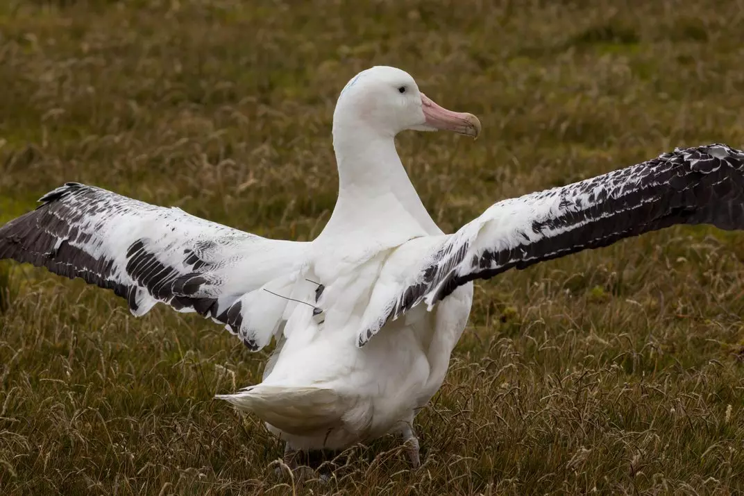 được gắn thẻ albatross 1