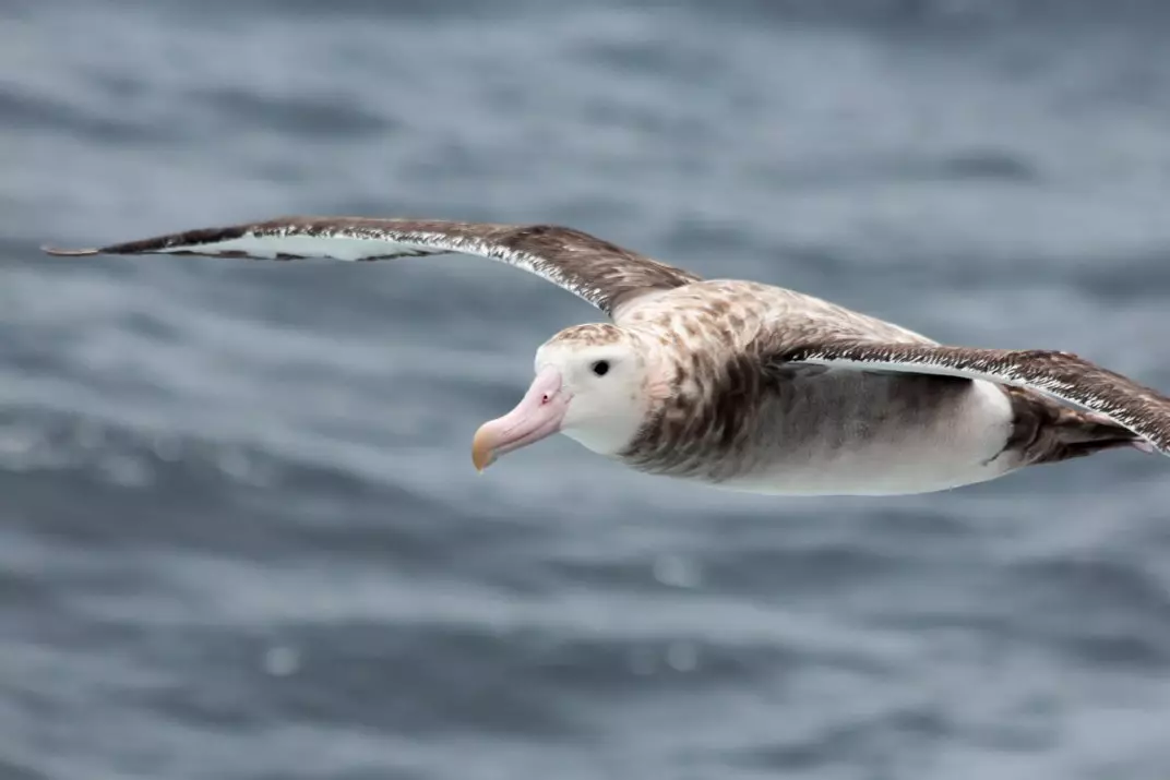 albatros ngumbara 3