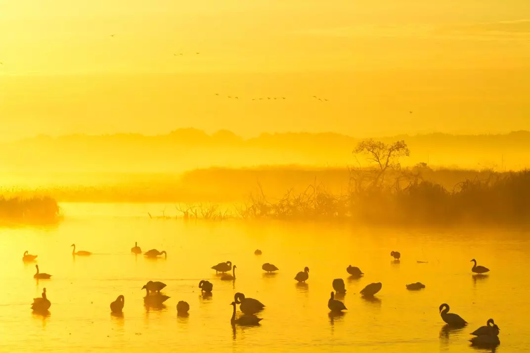 Izu Swamp