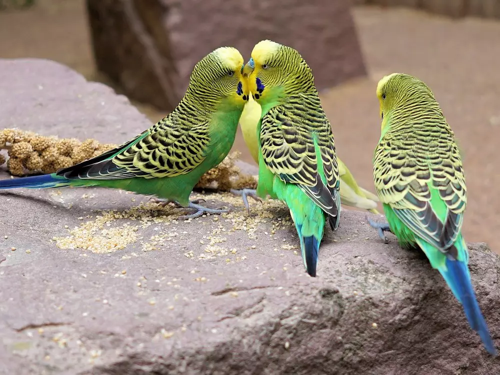 budgie-2413960_1280.jpg