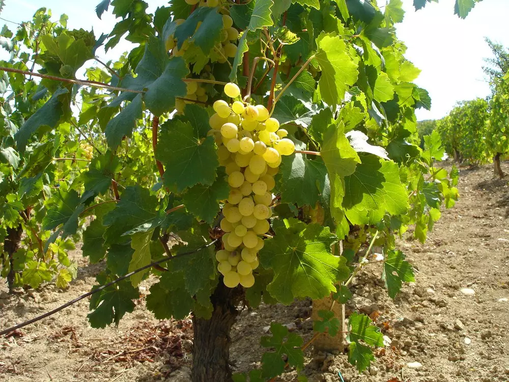 Виноградний виноград