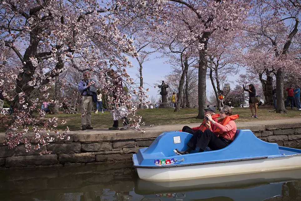 Dina Mekar Tungtungna: D.C.s Cherry Blossoms geus anjog 36116_10