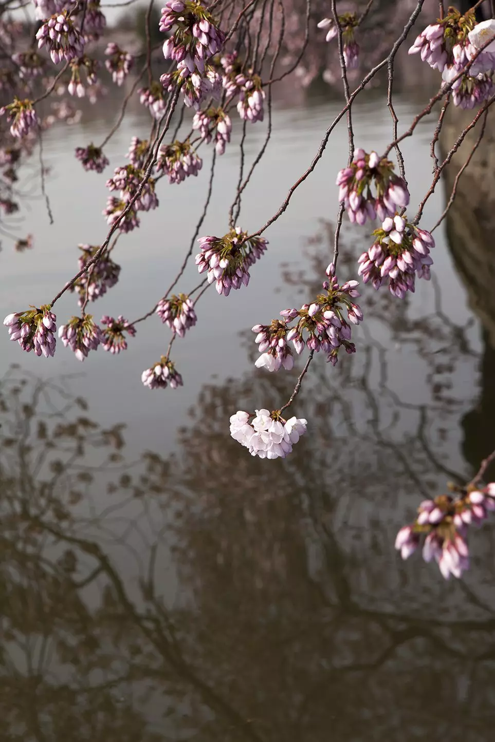 In Bloom At Last: Bunga Sakura D.C. Telah Tiba 36116_11