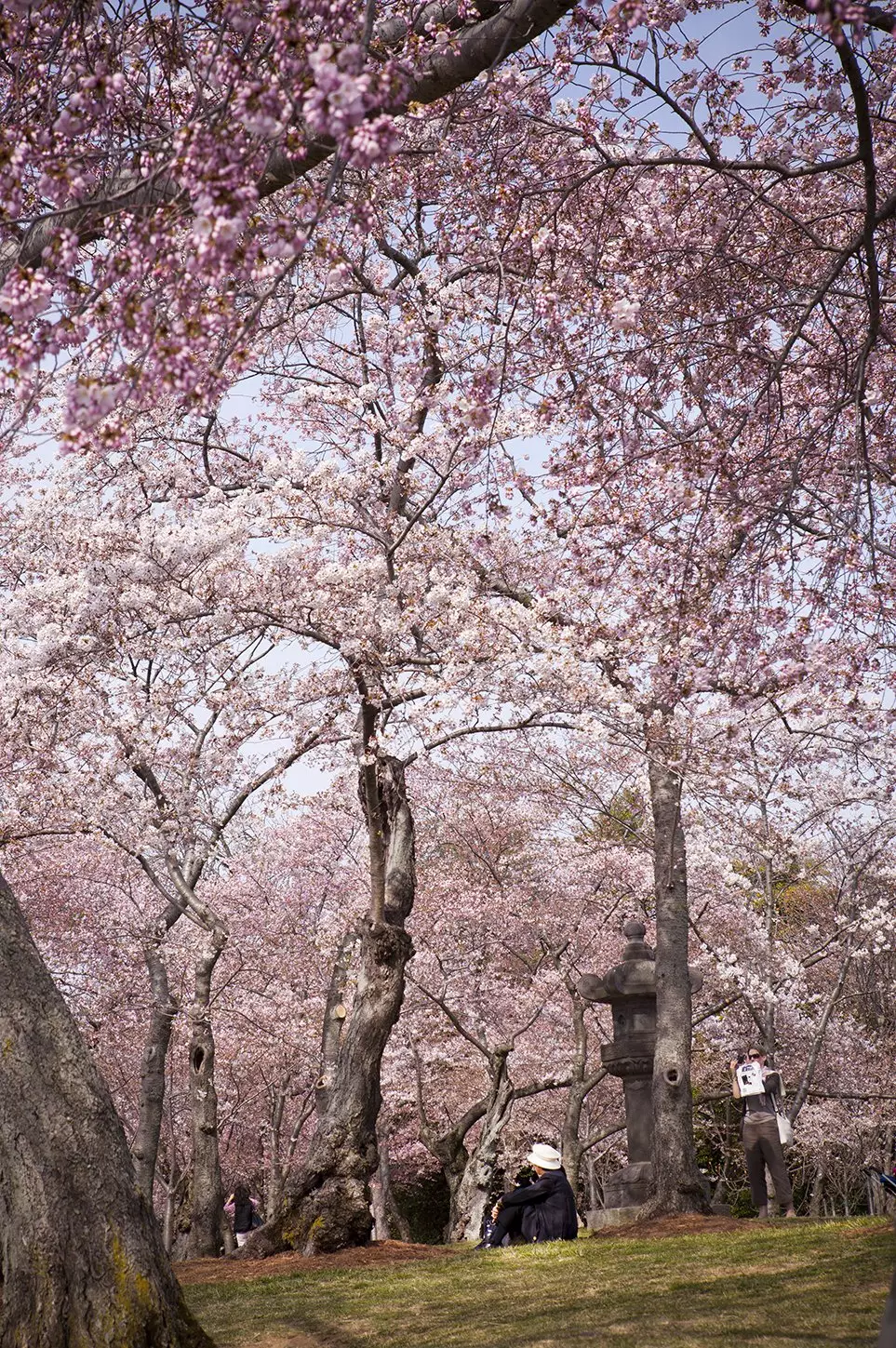 In Bloom At Last: Bunga Sakura D.C. Telah Tiba 36116_12