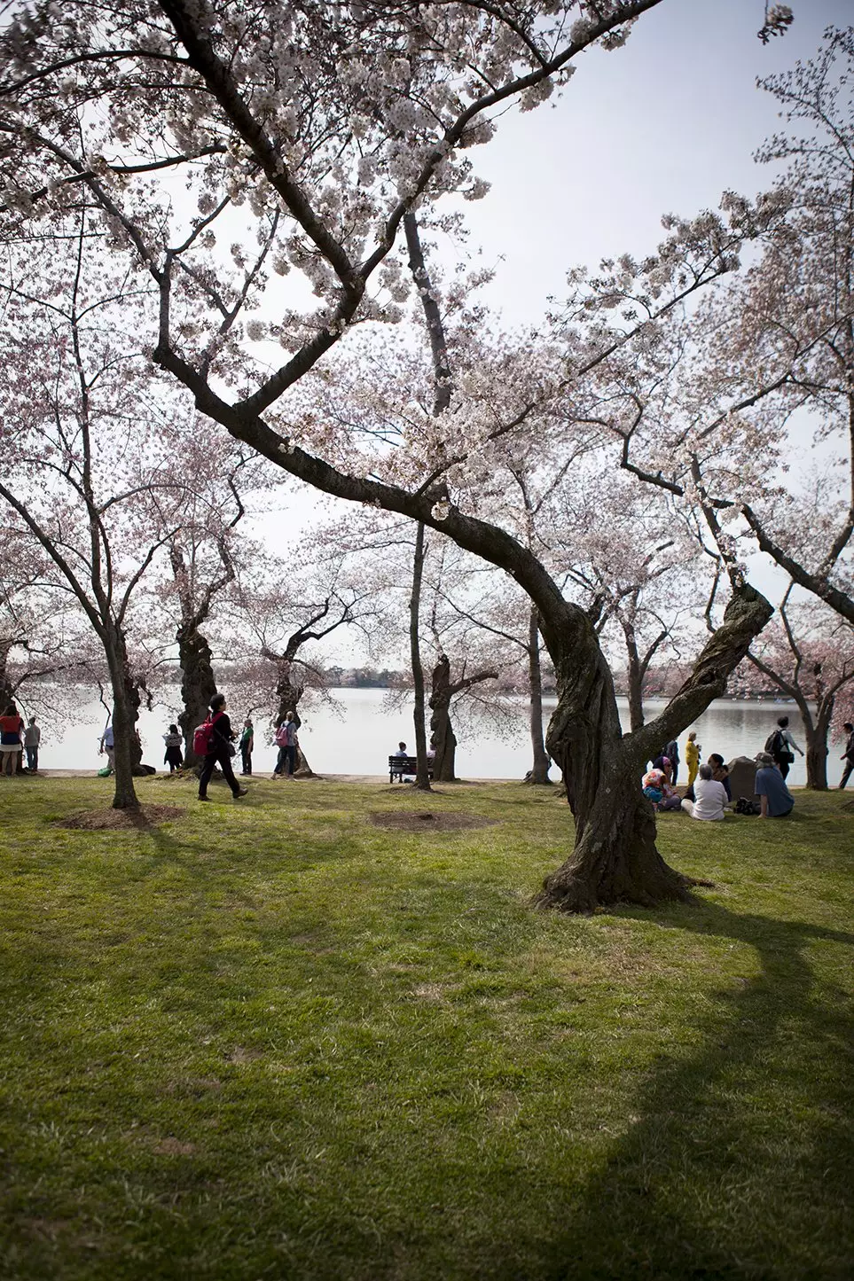 In Bloom at Last: D.C.'s Cherry Blossoms đã đến 36116_14