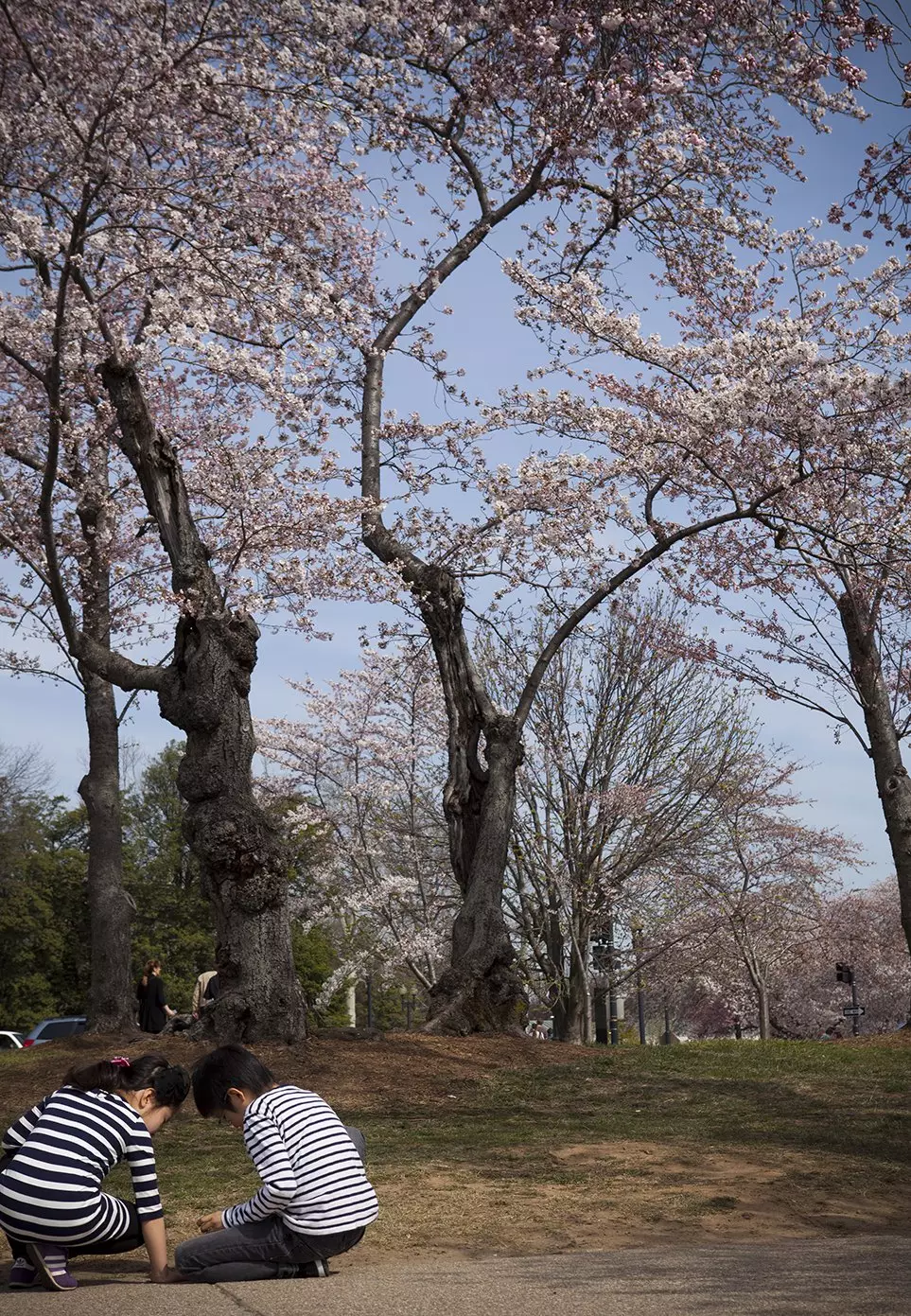 Per fi en flor: han arribat els Cherry Blossoms de D.C 36116_15