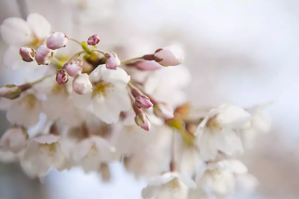 In Bloom At Last: Τα Cherry Blossoms της D.C. έχουν φτάσει 36116_2