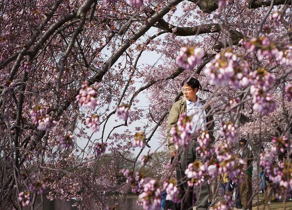 In Bloom At Last: Bunga Sakura D.C. Telah Tiba 36116_3