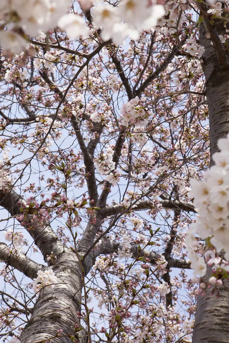 In Bloom At Last: Bunga Sakura D.C. Telah Tiba 36116_6