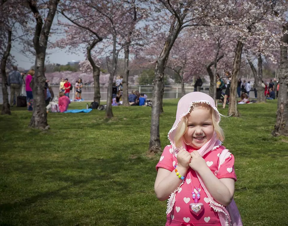 In Bloom at Last: D.C.'s Cherry Blossoms đã đến 36116_8