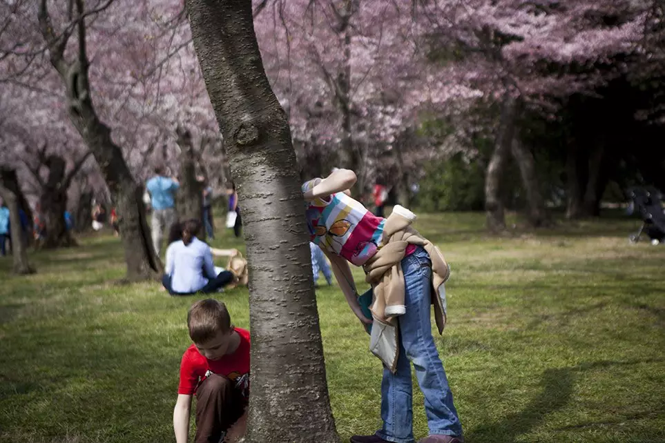 In Bloom at Last: D.C.'s Cherry Blossoms đã đến 36116_9