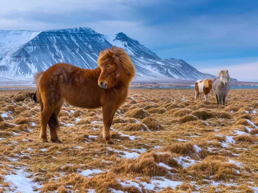 Cabalo islandés