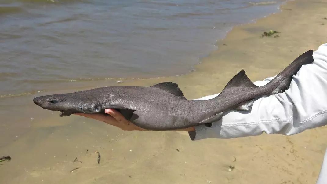 Pygmy Shark