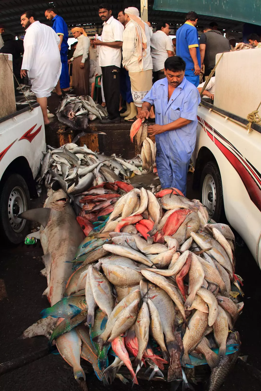 Caminhões do mercado de peixe