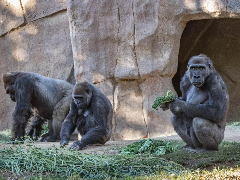 Trzy goryle siedzą na wystawie w zoo, jeden trzyma liść i patrzy w kamerę