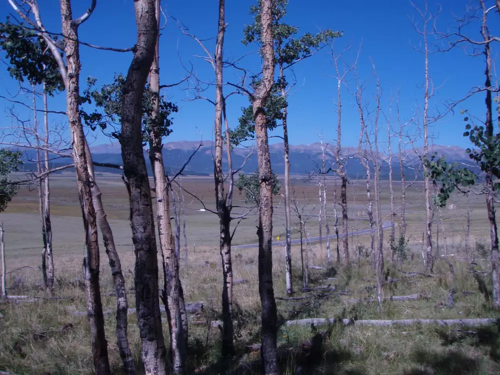 Populus tremuloides