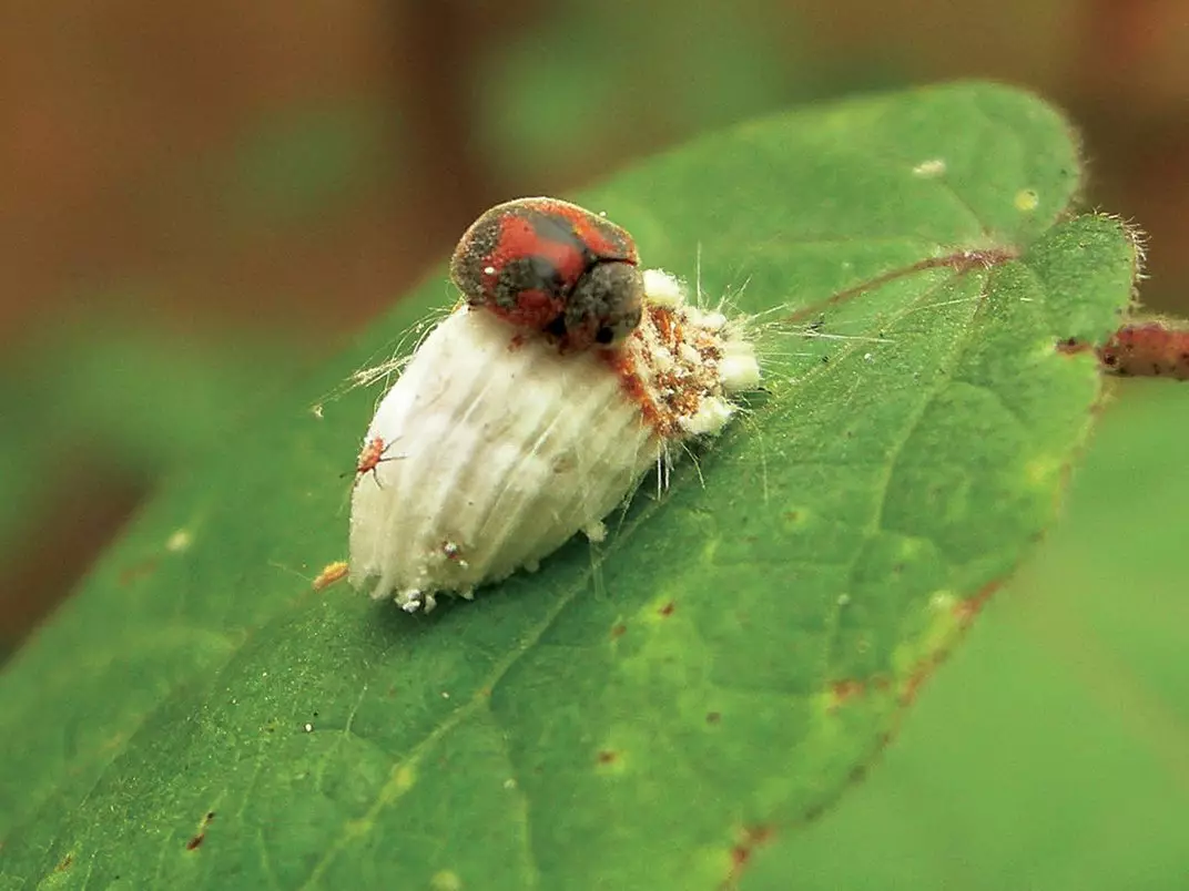 մի ladybug ուտում է lcerya