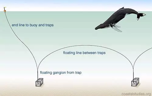 ဤပုဇွန်ထောင်ချောက်သည် မျိုးသုဉ်းလုနီးပါး ဝေလငါးများကို ကာကွယ်ရန် ရည်ရွယ်သည် — နှင့် ငါးဖမ်းသူများ၏ အသက်မွေးဝမ်းကြောင်းများ
