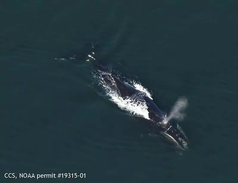 Hierdie kreefval het ten doel om bedreigde walvisse te beskerm - en vissers se lewensbestaan