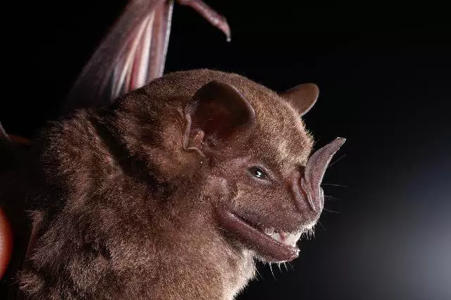 Morcego-da-fruta jamaicano