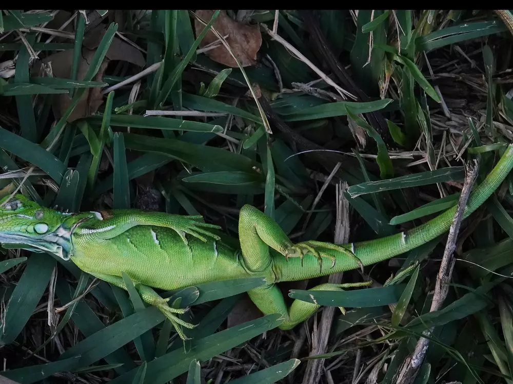 hladno omamljena iguana