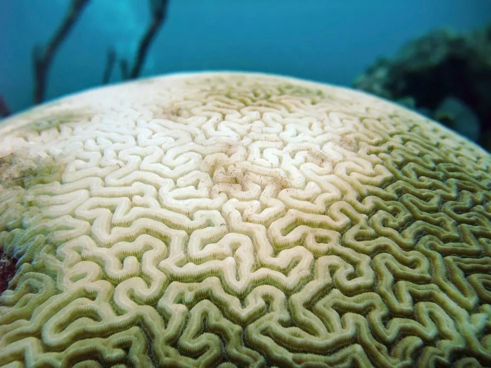 Coral bleashed