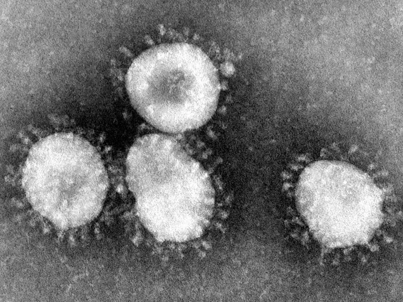 Coronaviruses_004_urubuga.jpg