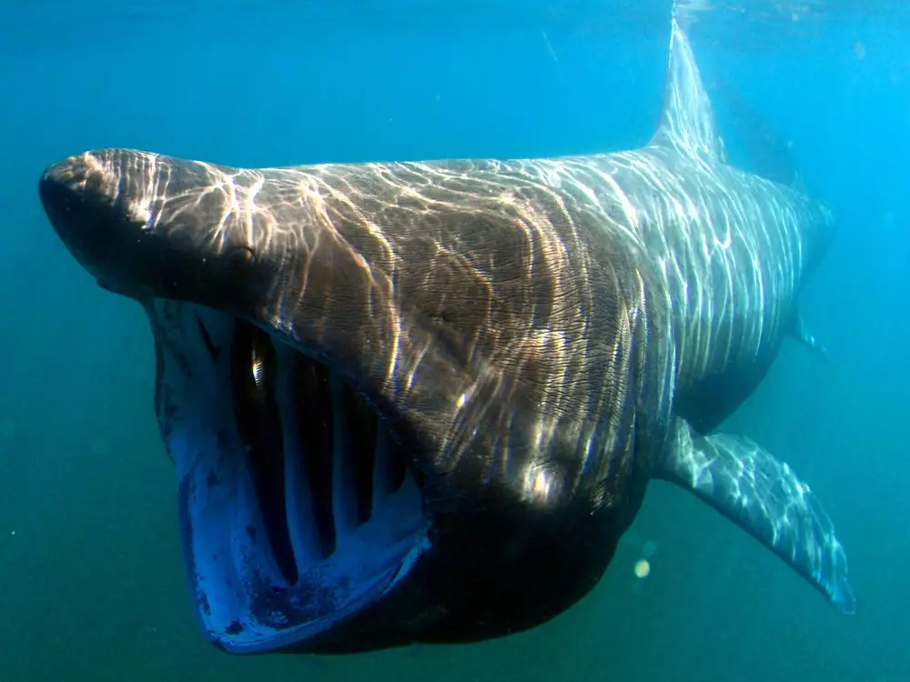 Foto di uno squalo elefante con la bocca aperta sott'acqua