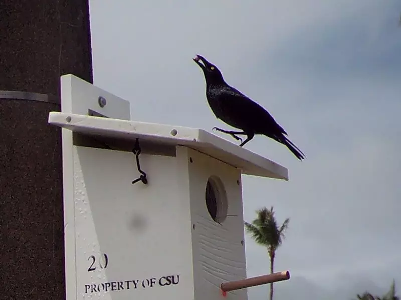 Mikroneesia starling