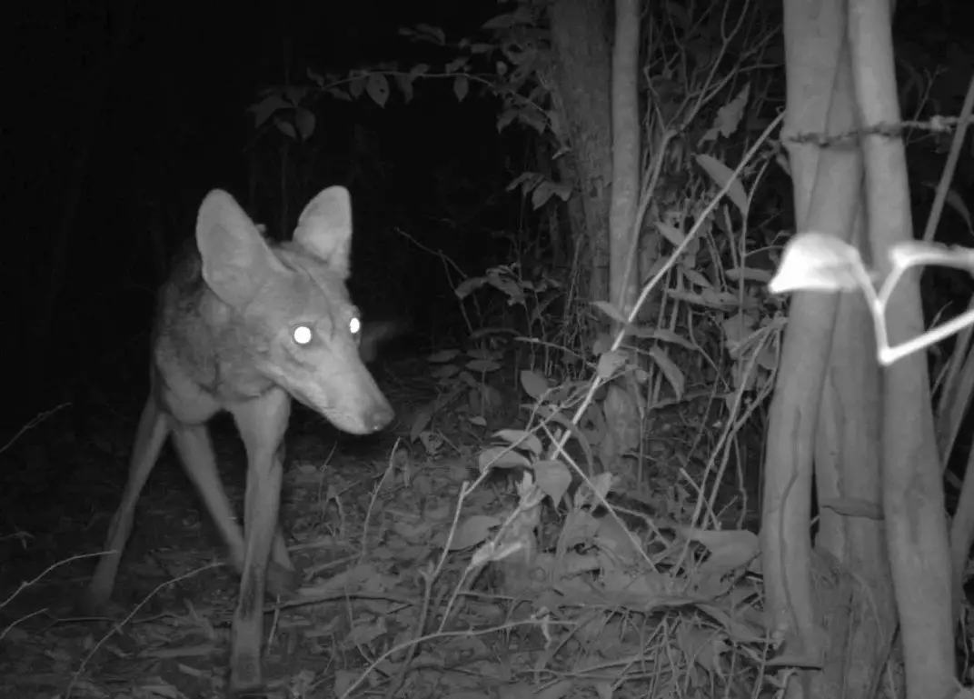 Kamera Trap Coyote