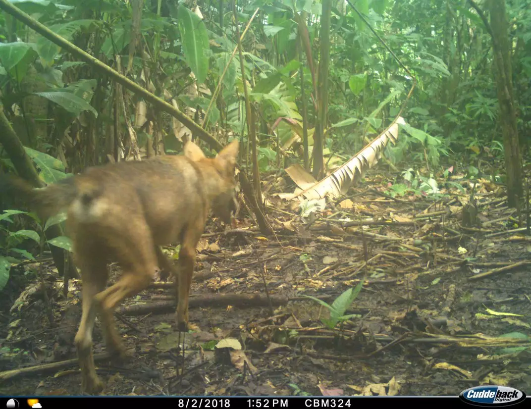 anjing hutan Darien