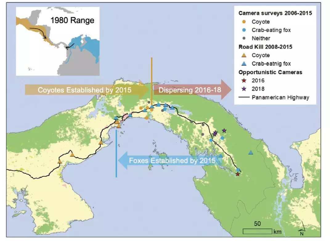 kojot krab jíst liška mapa