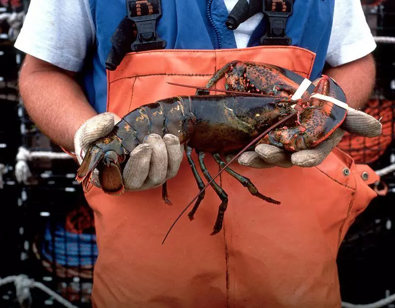 lobster-utama.jpg