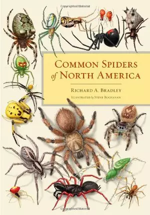 Forhåndsvisning af thumbnail for video 'Common Spiders of North America