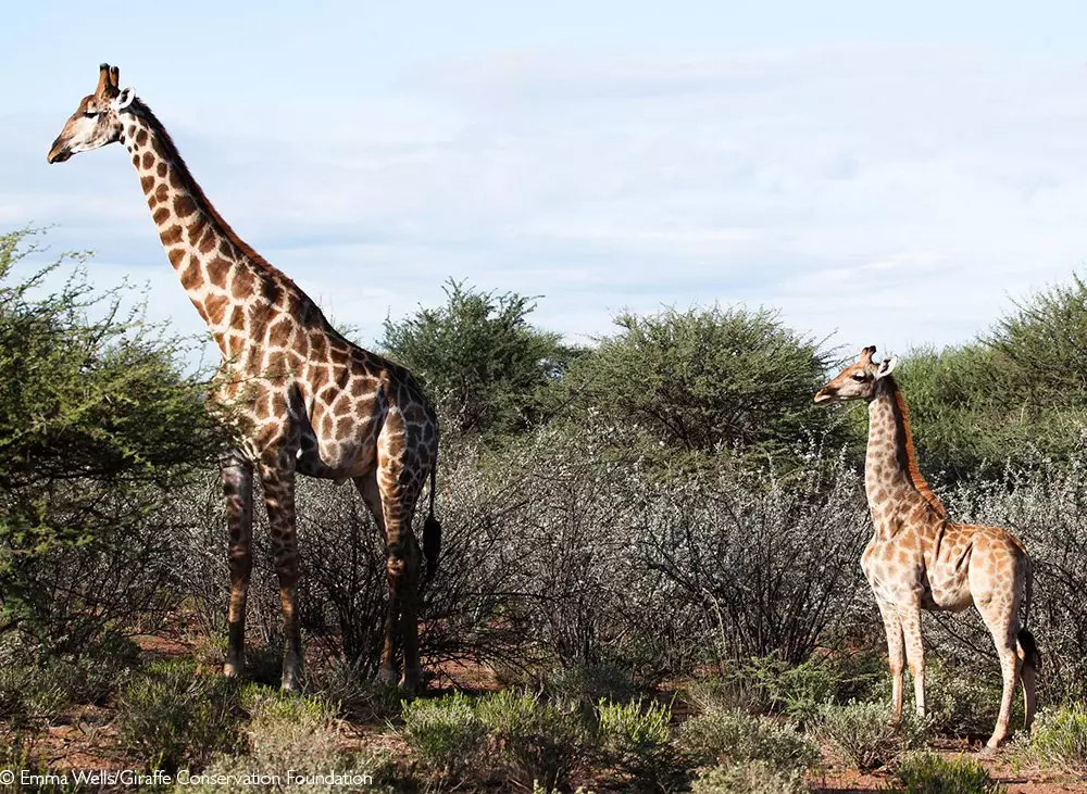 झुडुपांनी वेढलेल्या मोकळ्या जागेत उभ्या असलेल्या दोन जिराफांचा फोटो. उजवीकडील जिराफमध्ये बौनेपणा आहे आणि तो डावीकडील उंच जिराफपेक्षा लक्षणीयपणे लहान आहे.