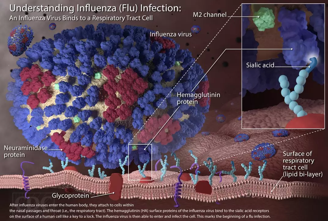 Diagram ng Flu Virus