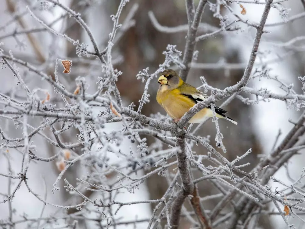 Դեղին թռչունը նստում է սառույցով ծածկված ծառի ճյուղին