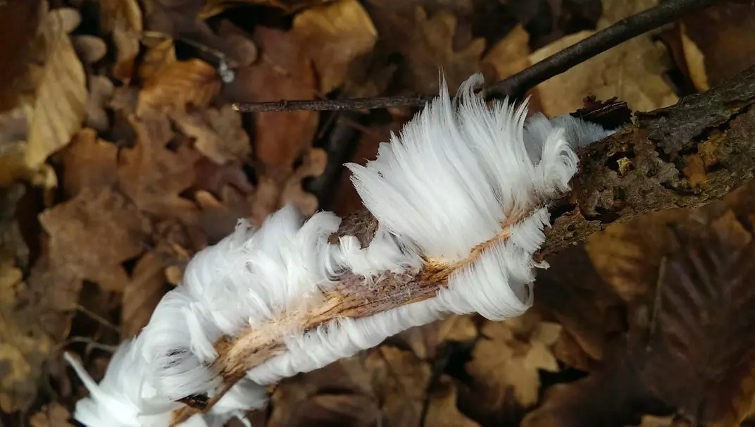 落葉落枝の上にある木の枝から、髪の毛に似た氷のパッチが生えています。