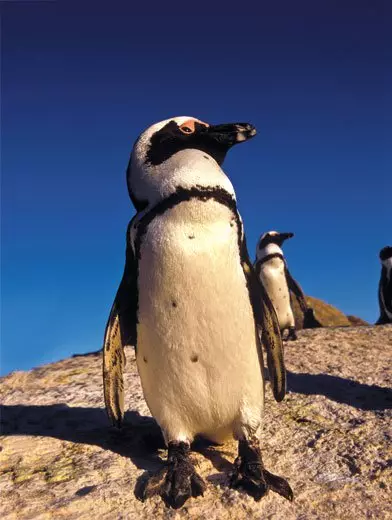 U Samee Waddada Penguins-ka Afrika 36409_2