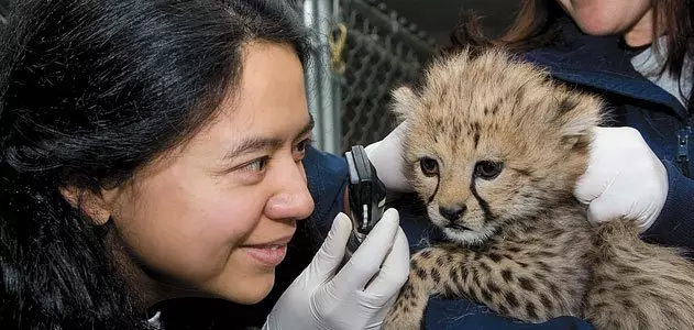 جانوروں کا ڈاکٹر چیتا کے بچے کا معائنہ کر رہا ہے۔