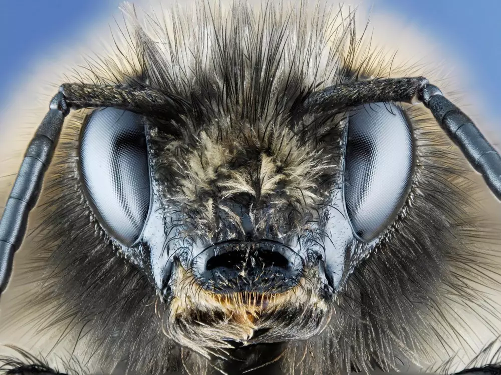 Intensīvs Bišu skatiens