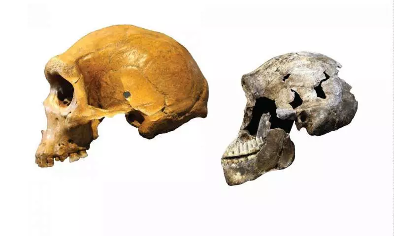 Skull Compare
